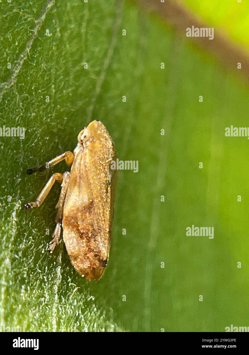 Meadow Spittlebug (Philaenus spumarius Stock Photo - Alamy