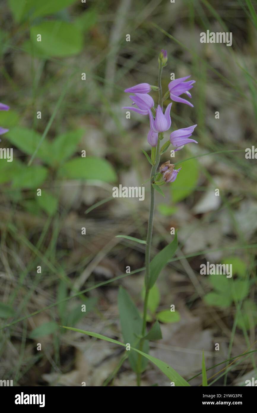 Red Helleborine (Cephalanthera rubra Stock Photo - Alamy