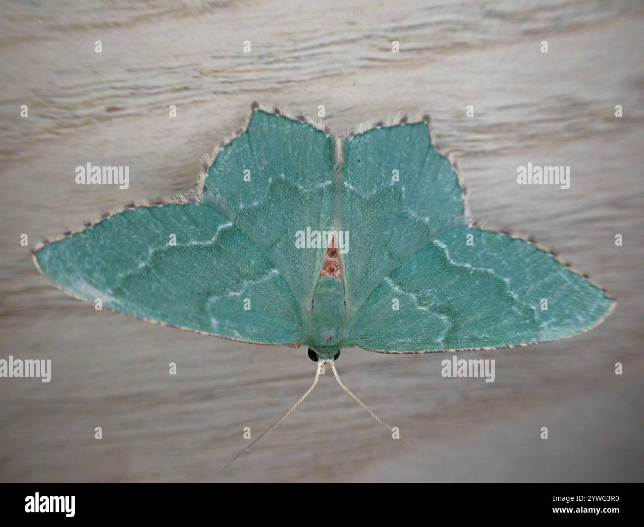 Common Emerald (Hemithea aestivaria Stock Photo - Alamy