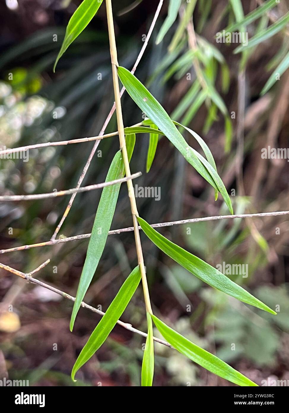 Dendrobium cunninghamii dendrobium cunninghamii hi-res stock ...