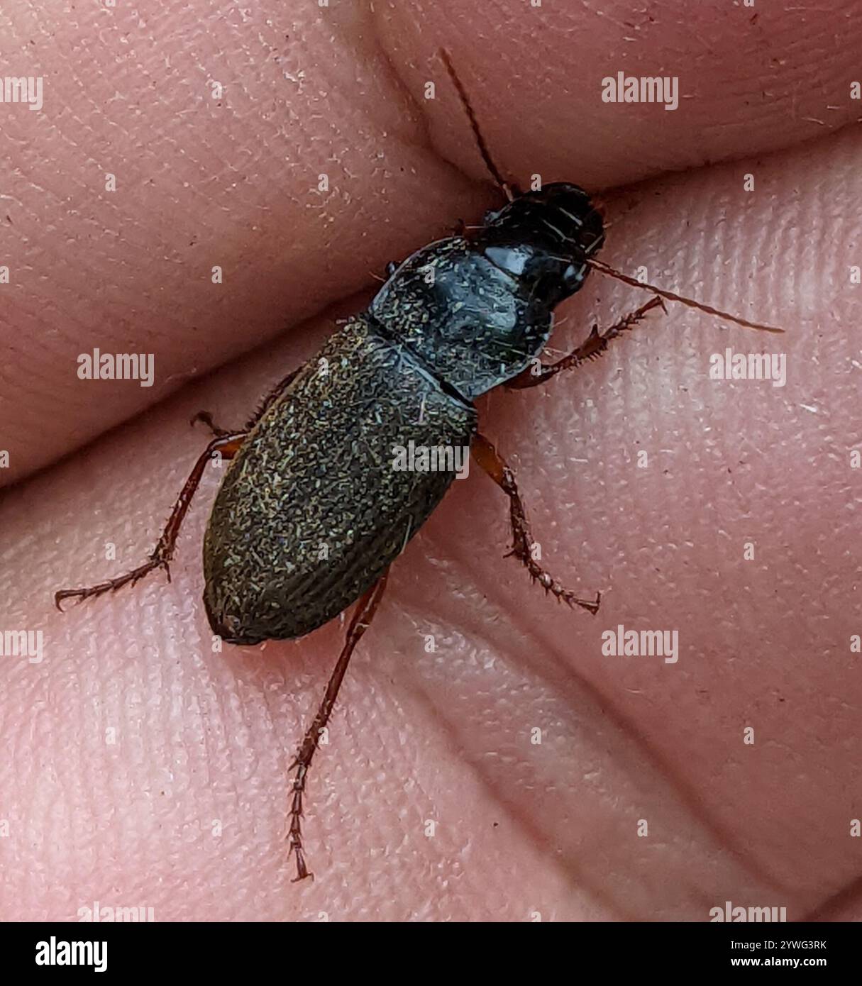 Strawberry Seed Beetle (Harpalus rufipes Stock Photo - Alamy