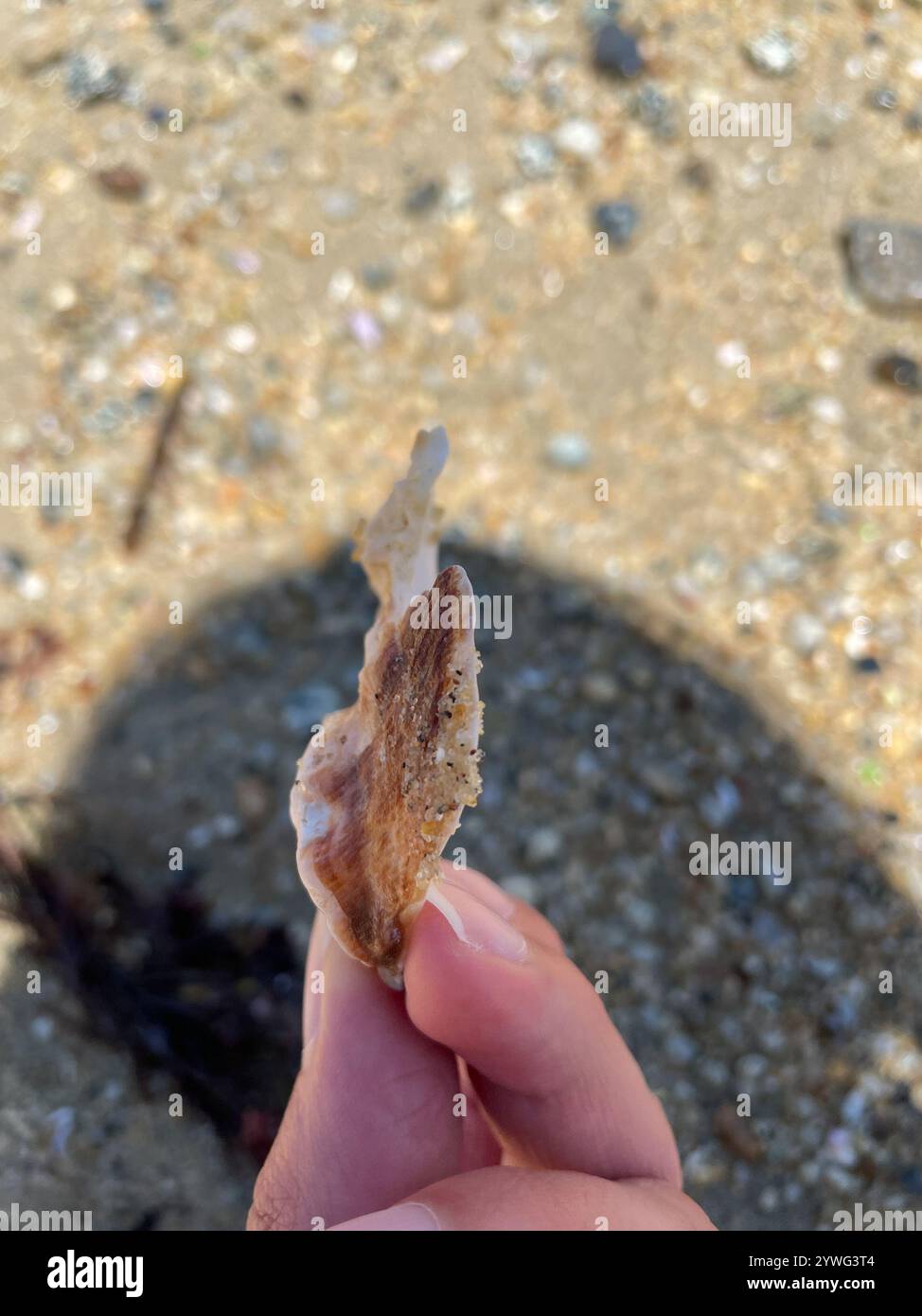 Giant Rock Scallop (Crassadoma gigantea Stock Photo - Alamy
