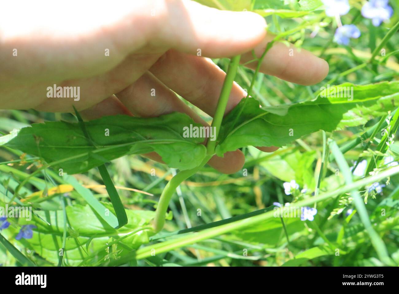 American brooklime (Veronica americana Stock Photo - Alamy