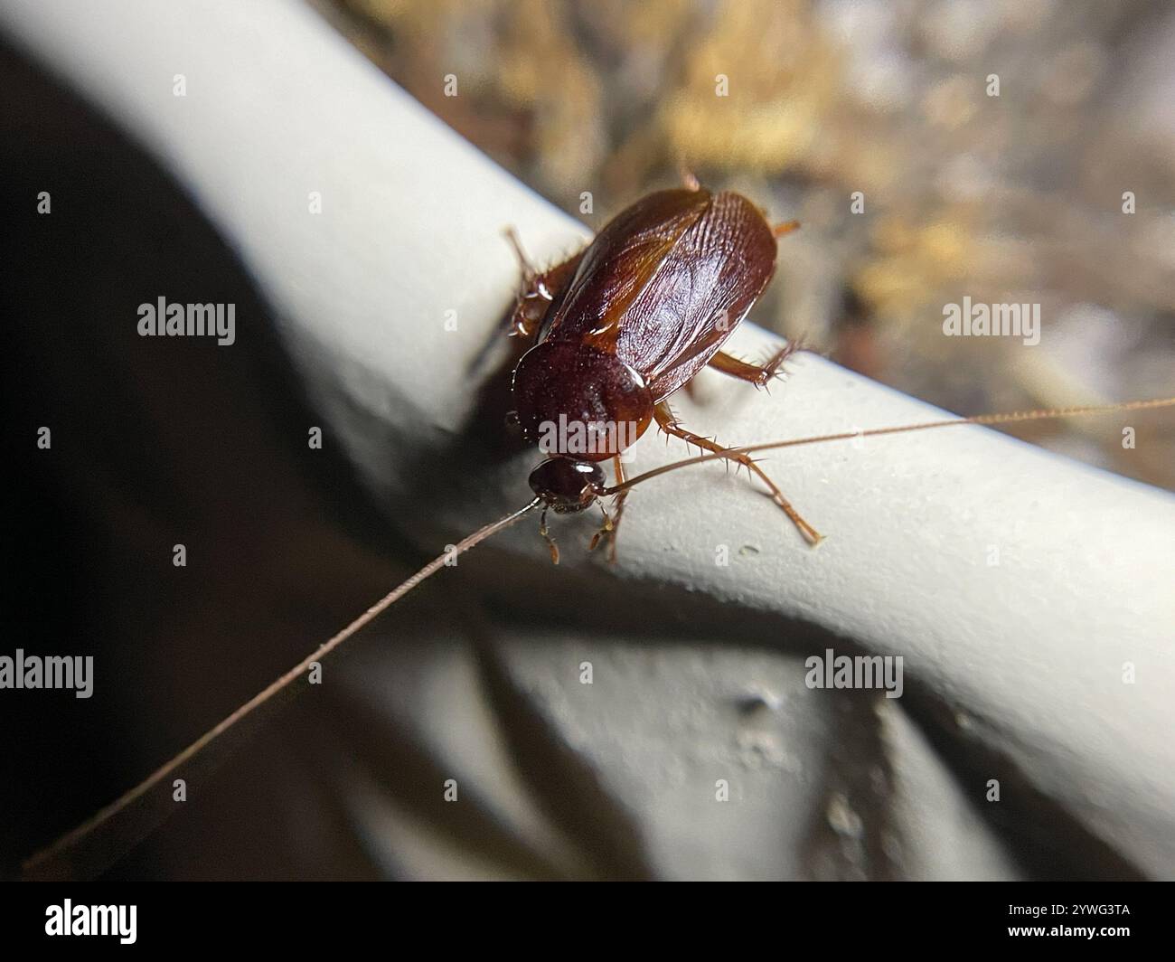 Oriental Cockroach (Blatta orientalis Stock Photo - Alamy