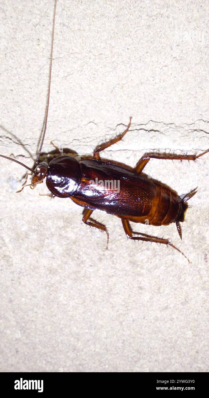 Oriental Cockroach (Blatta orientalis Stock Photo - Alamy