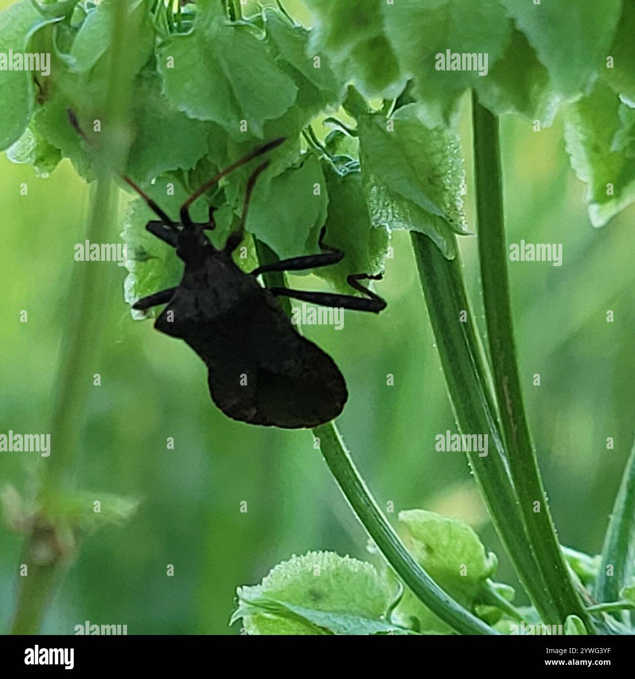 Dock Bug (Coreus marginatus Stock Photo - Alamy