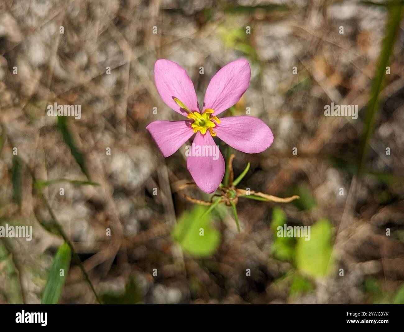 Largeflower Rose Gentian (Sabatia grandiflora Stock Photo - Alamy