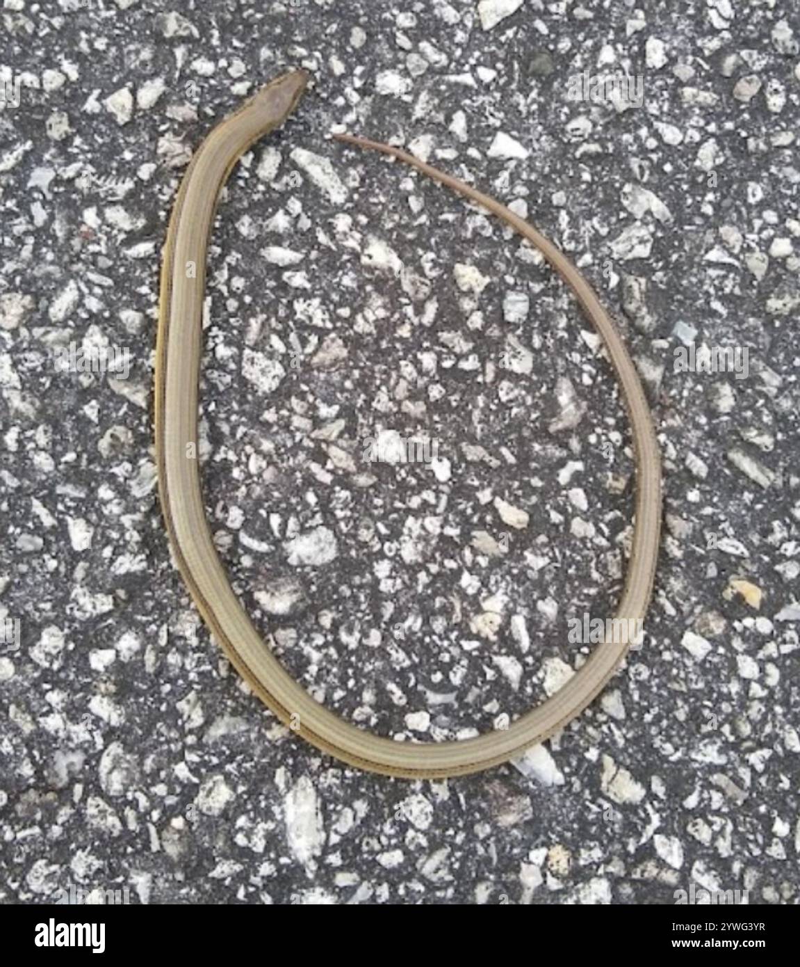 Eastern Glass Lizard (Ophisaurus ventralis Stock Photo - Alamy