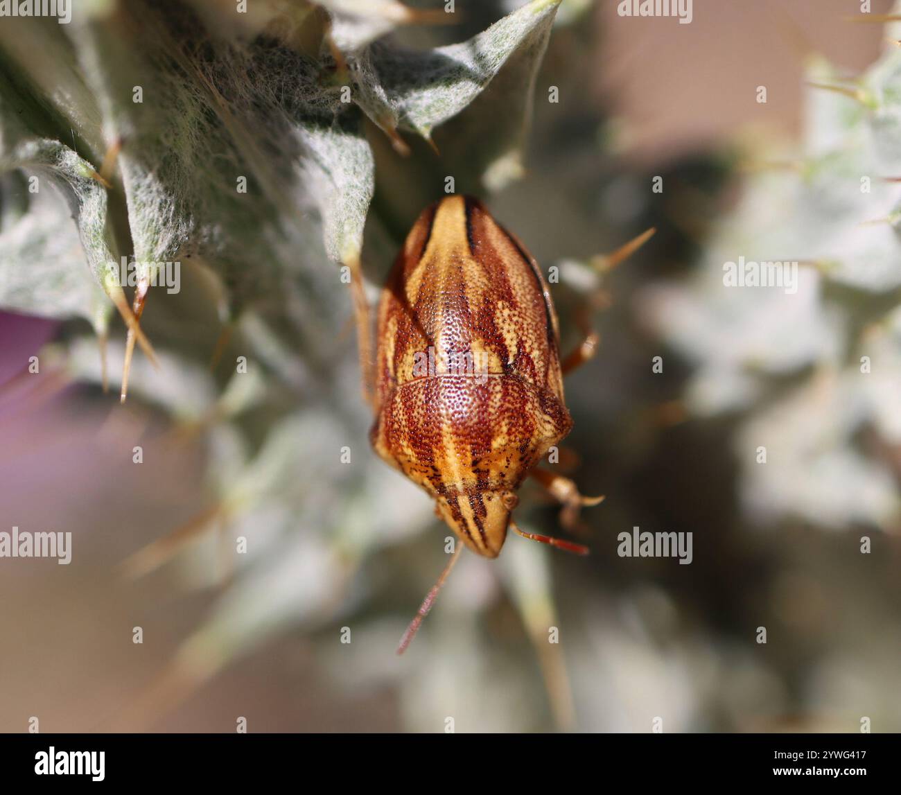 Large purple streaked shieldbug (Odontotarsus purpureolineatus Stock ...