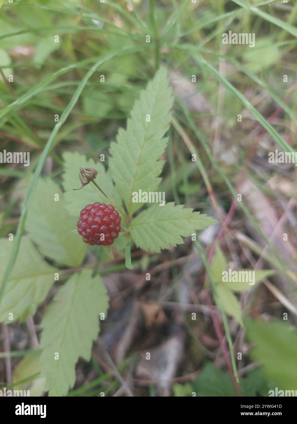 dwarf raspberry (Rubus pubescens Stock Photo - Alamy