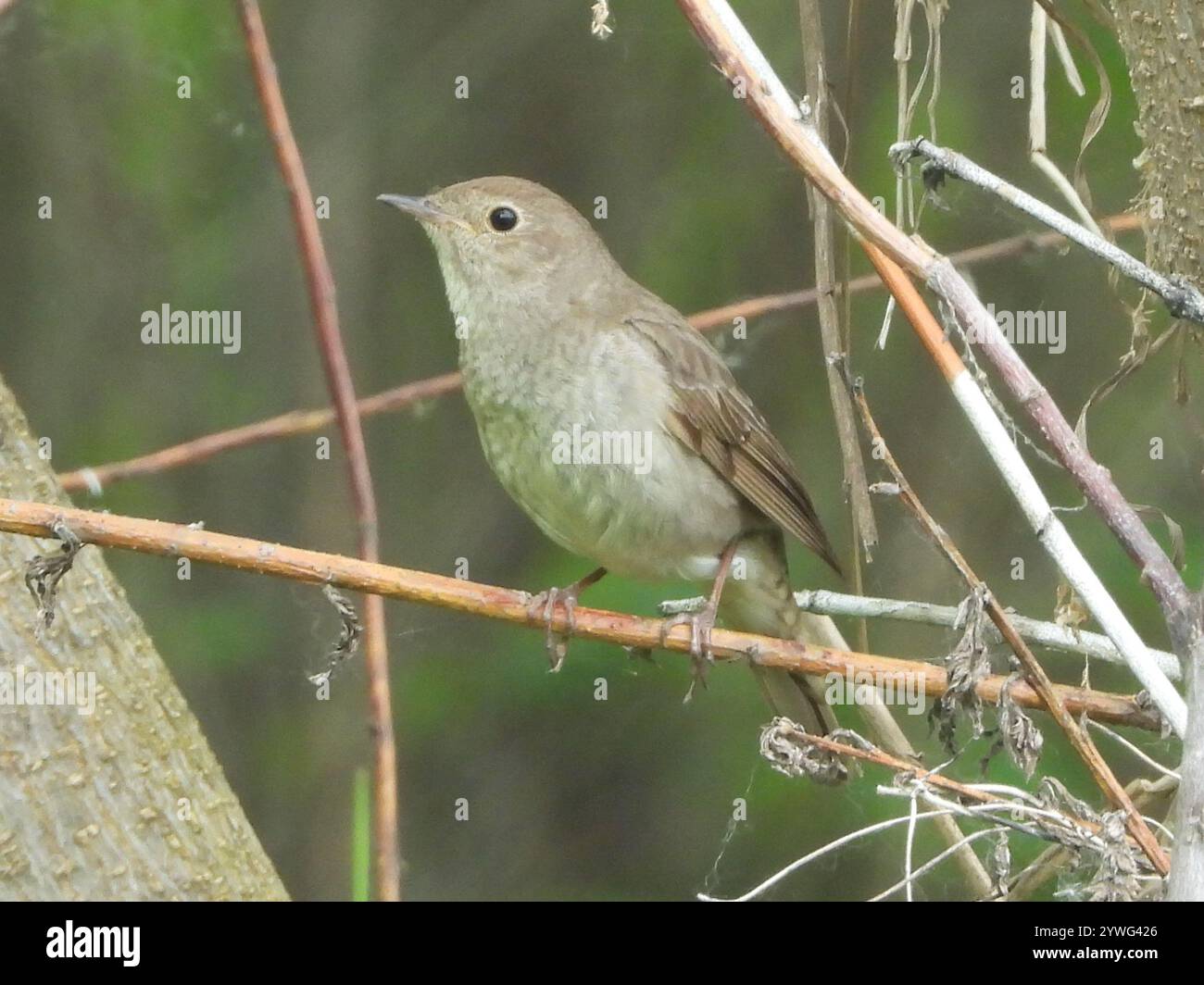 Thrush Nightingale (Luscinia luscinia Stock Photo - Alamy