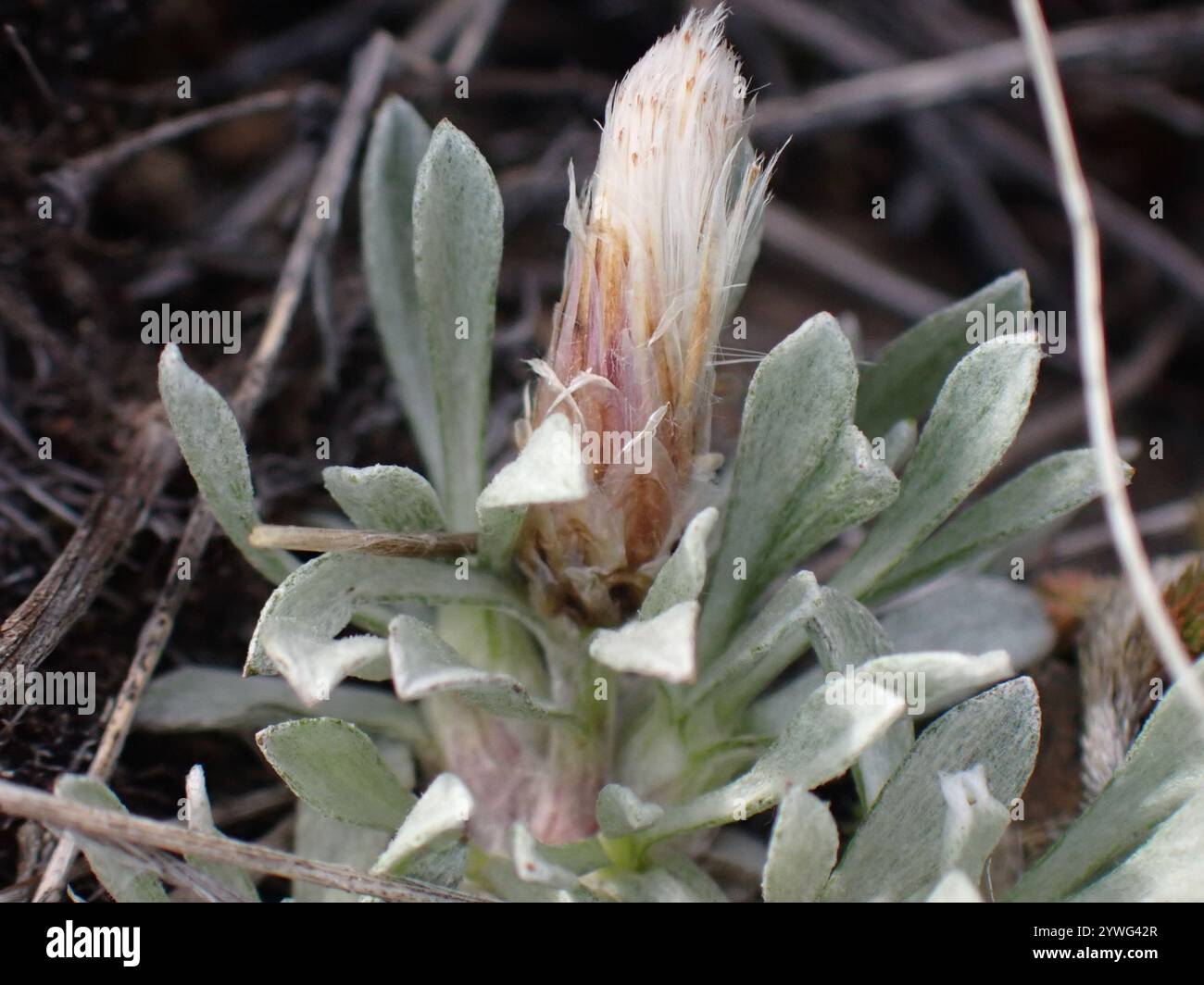 Low Pussytoes (Antennaria dimorpha Stock Photo - Alamy