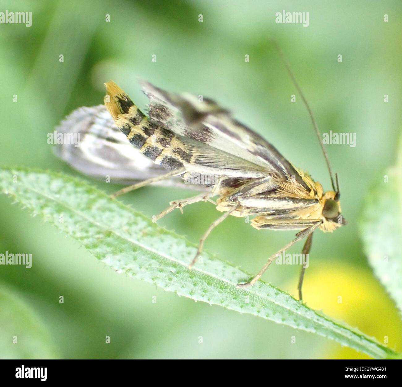 Small Magpie (Anania hortulata Stock Photo - Alamy