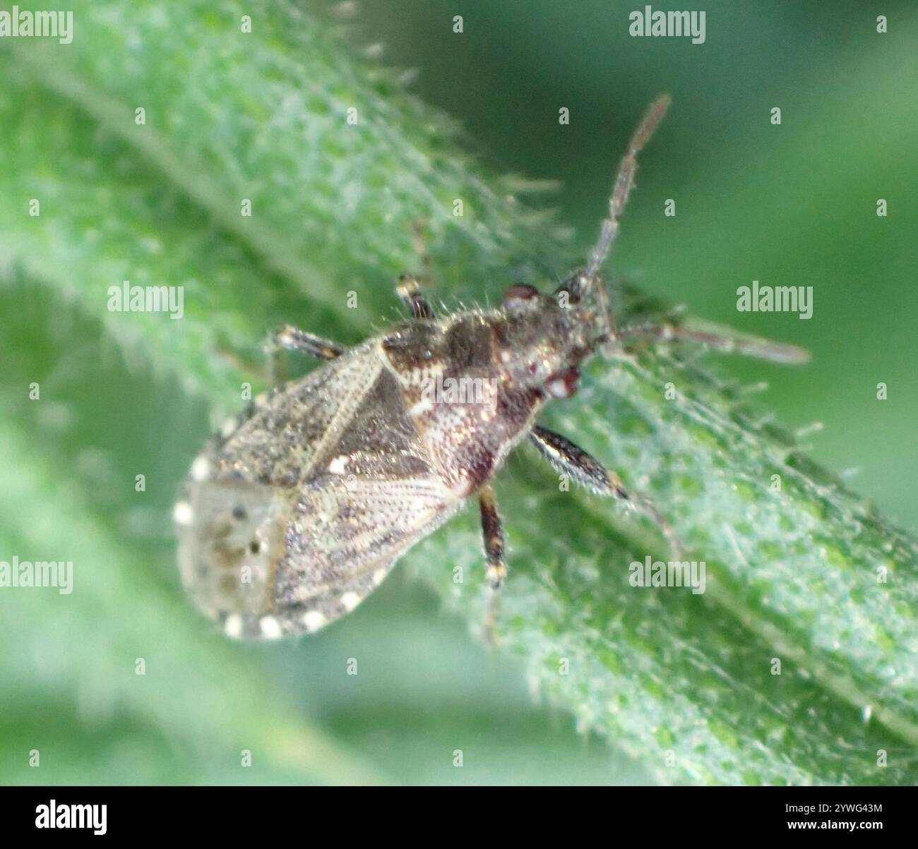Nettle ground bug (Heterogaster urticae Stock Photo - Alamy