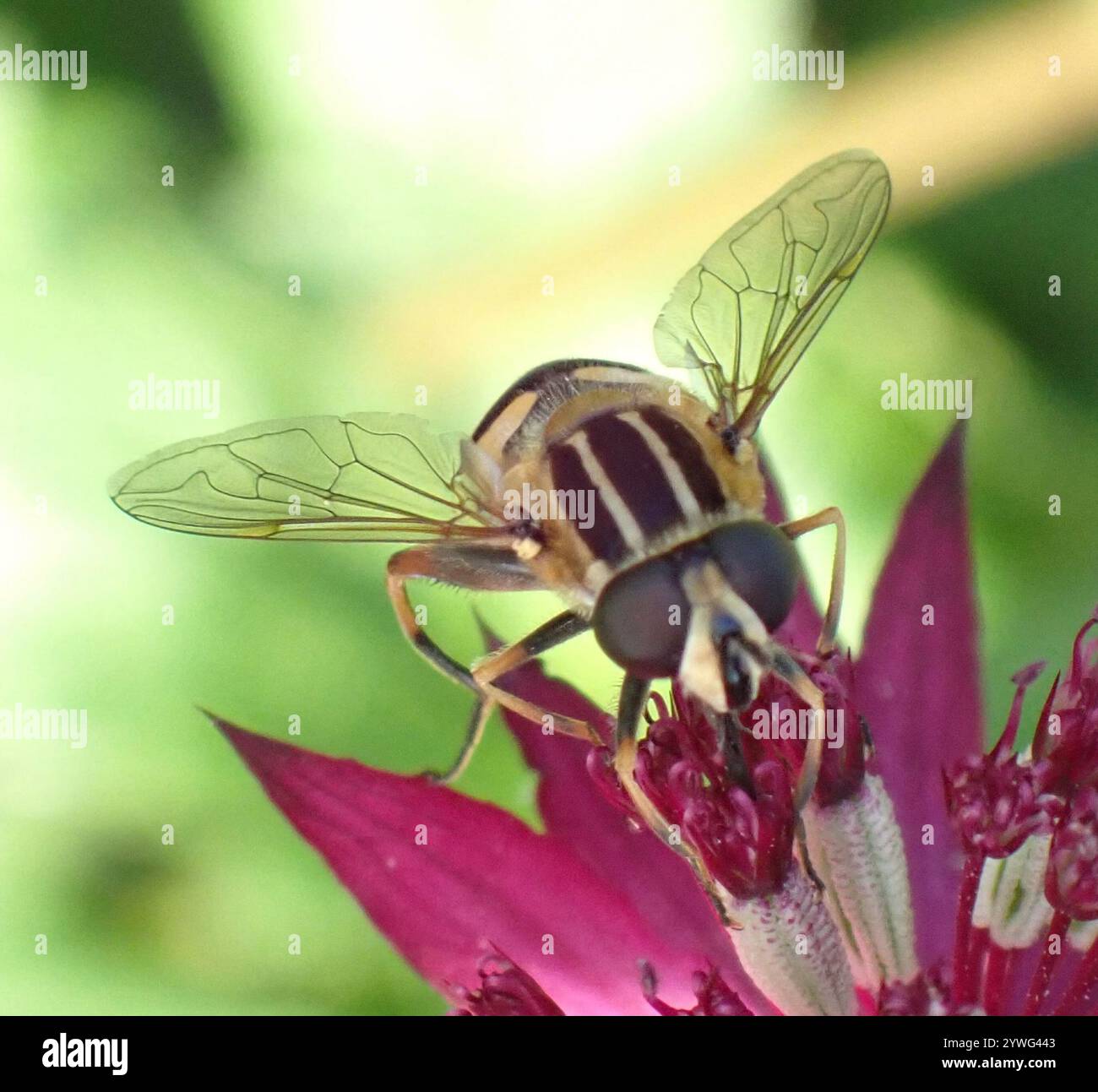 Sun Fly (Helophilus pendulus Stock Photo - Alamy
