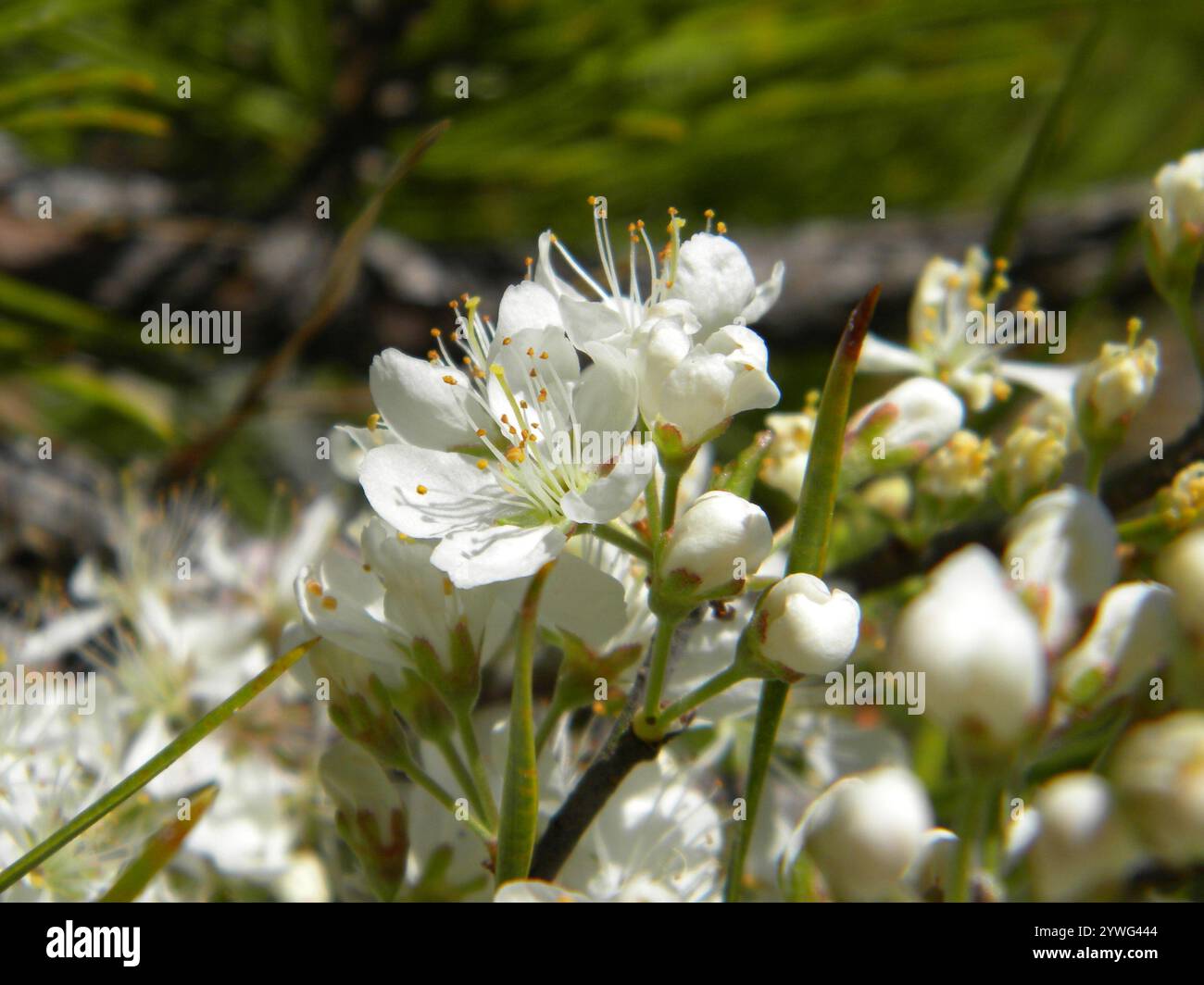 Prunus maritima hi-res stock photography and images - Alamy