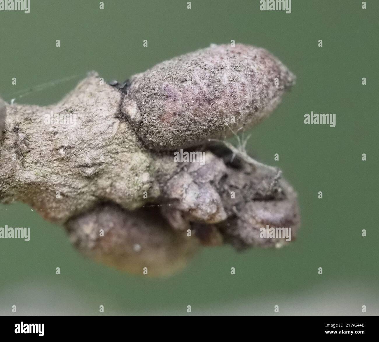 Southern Live Oak Stem Gall Wasp (Callirhytis quercusbatatoides Stock ...