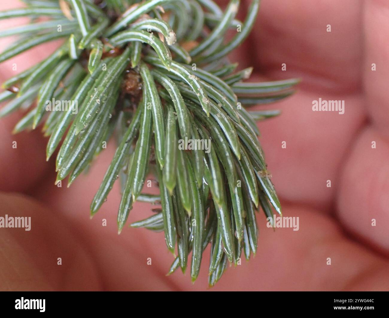 Engelmann spruce (Picea engelmannii Stock Photo - Alamy