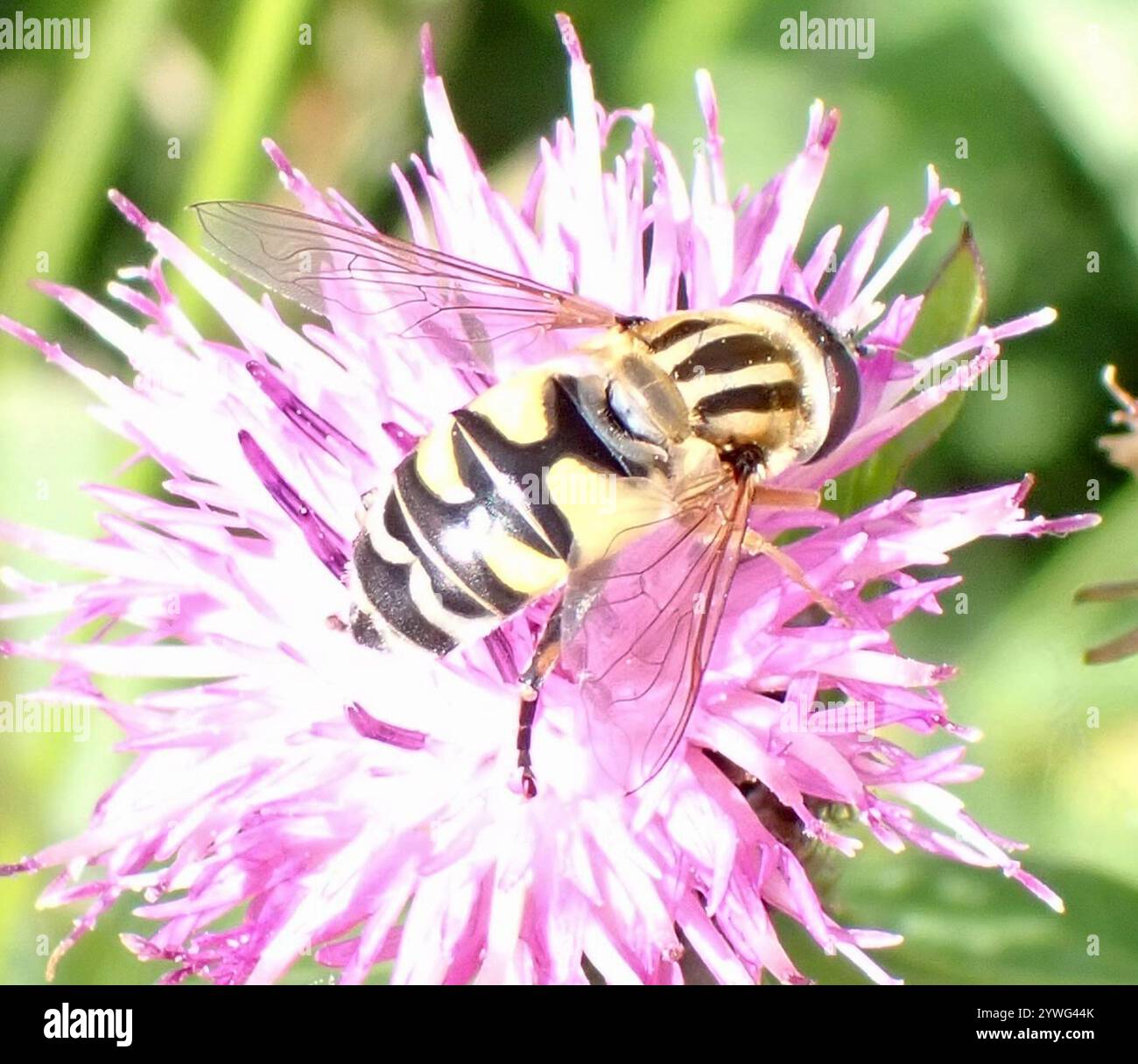 Trivittate Marsh Fly (Helophilus trivittatus Stock Photo - Alamy