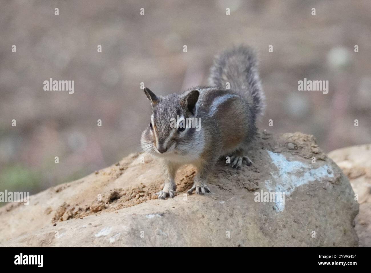 Western Chipmunks (Neotamias Stock Photo - Alamy