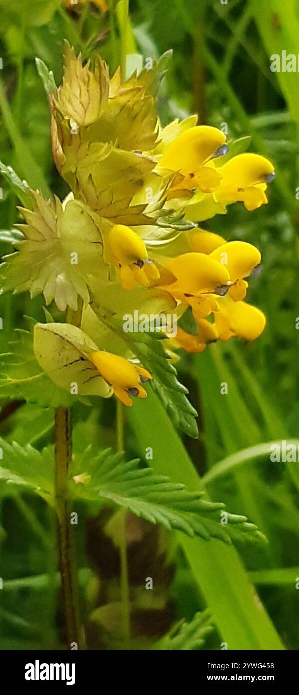 Greater Yellow-rattle (Rhinanthus serotinus Stock Photo - Alamy