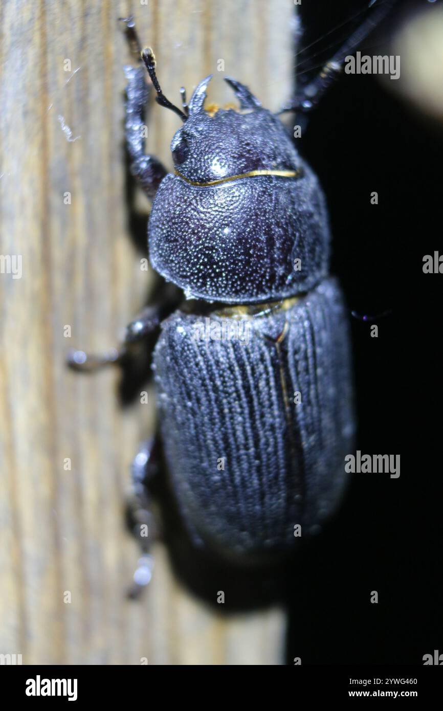 Antelope Beetle (Dorcus parallelus Stock Photo - Alamy
