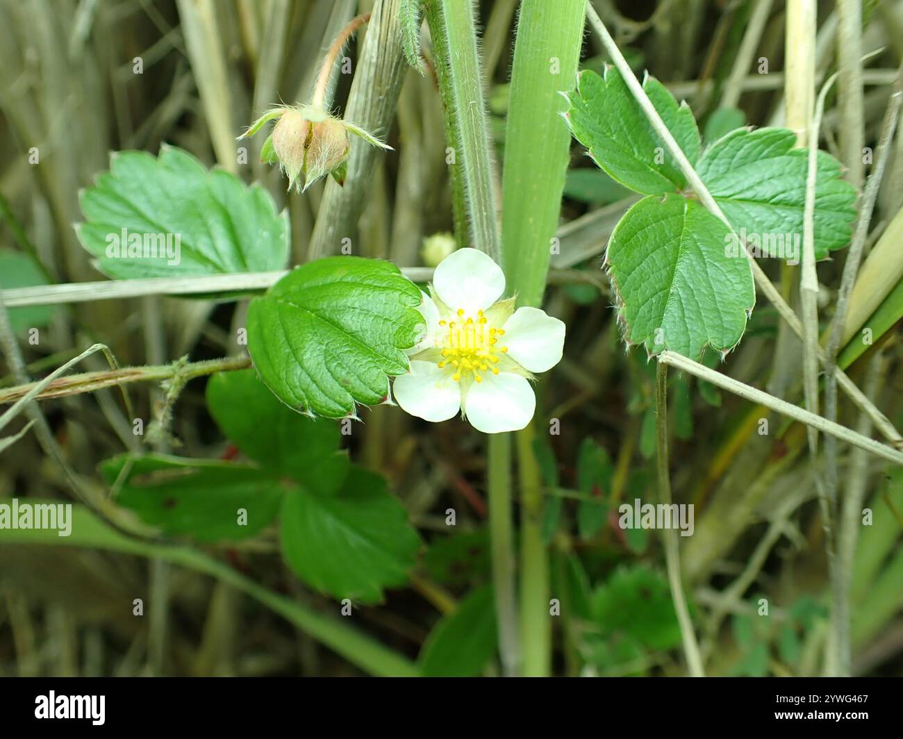 Beach strawberry fragaria chiloensis hi-res stock photography and ...