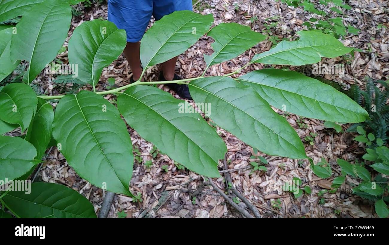 sourwood (Oxydendrum arboreum Stock Photo - Alamy