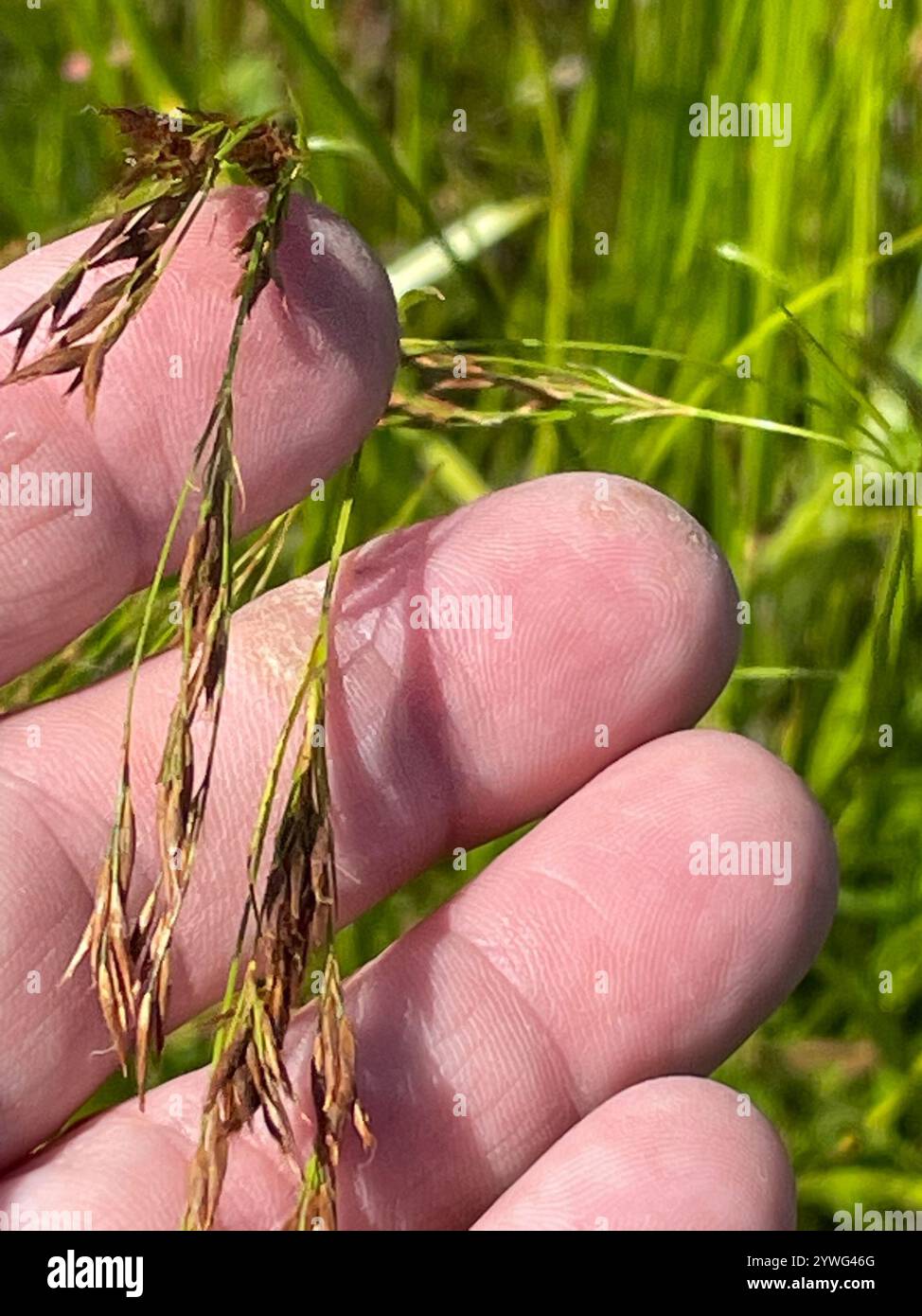 nodding beaksedge (Rhynchospora inexpansa Stock Photo - Alamy