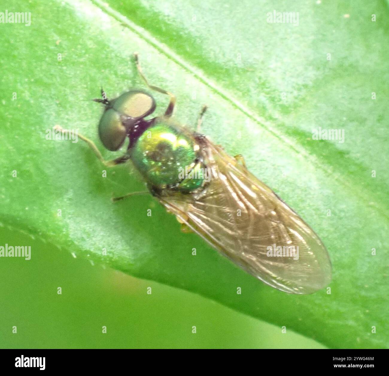 Broad Centurion Fly (Chloromyia formosa Stock Photo - Alamy