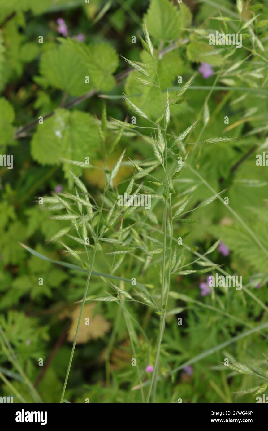 common soft brome (Bromus hordeaceus Stock Photo - Alamy
