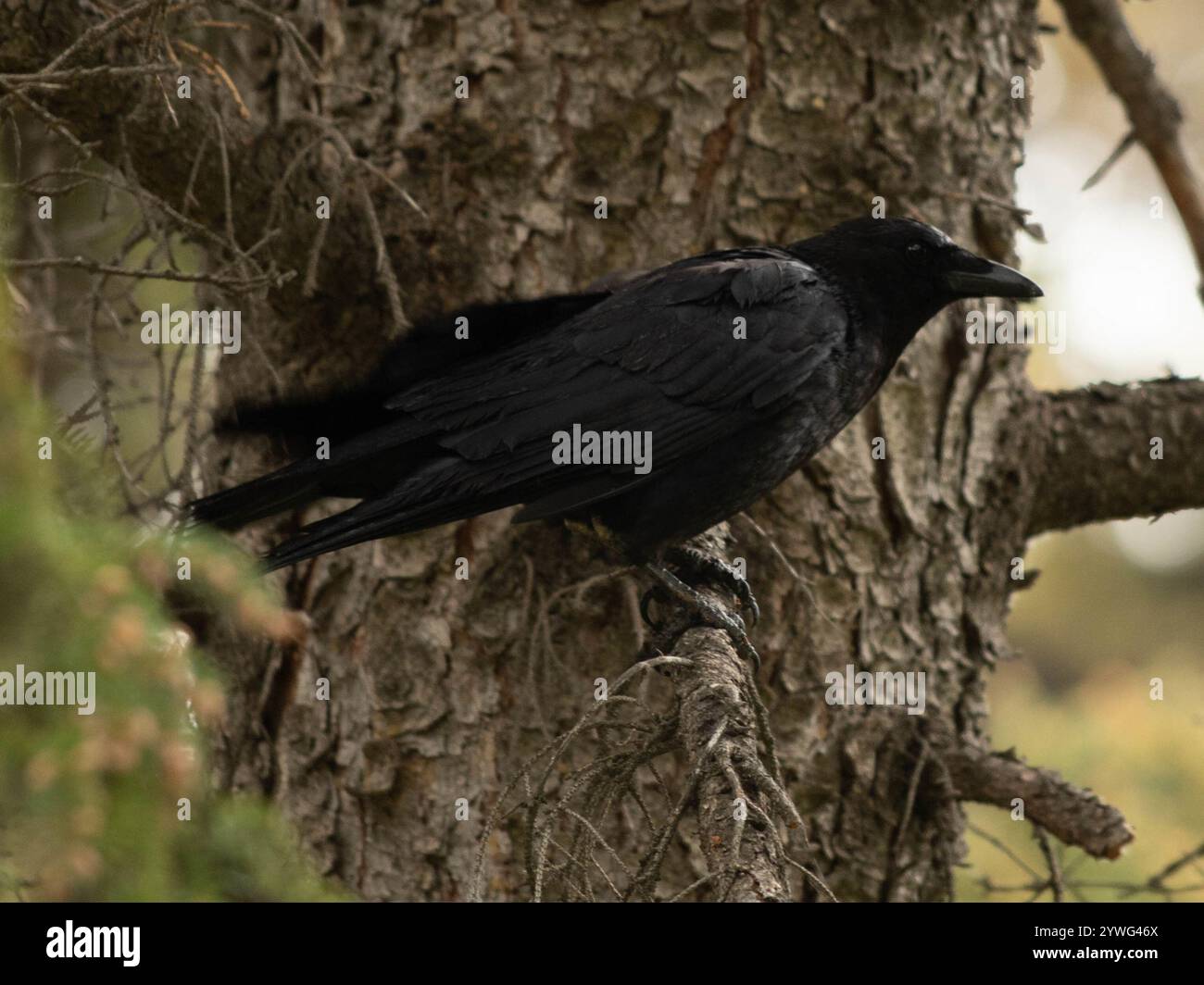 American Crow (Corvus brachyrhynchos Stock Photo - Alamy