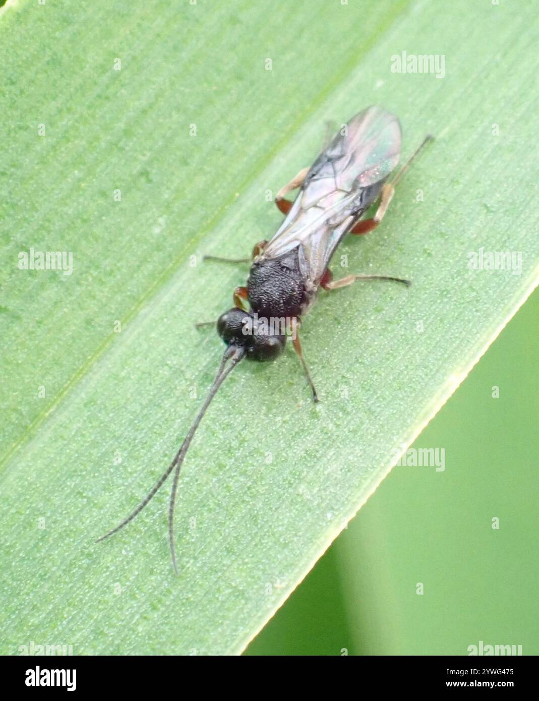 Braconid Wasps (Braconidae Stock Photo - Alamy