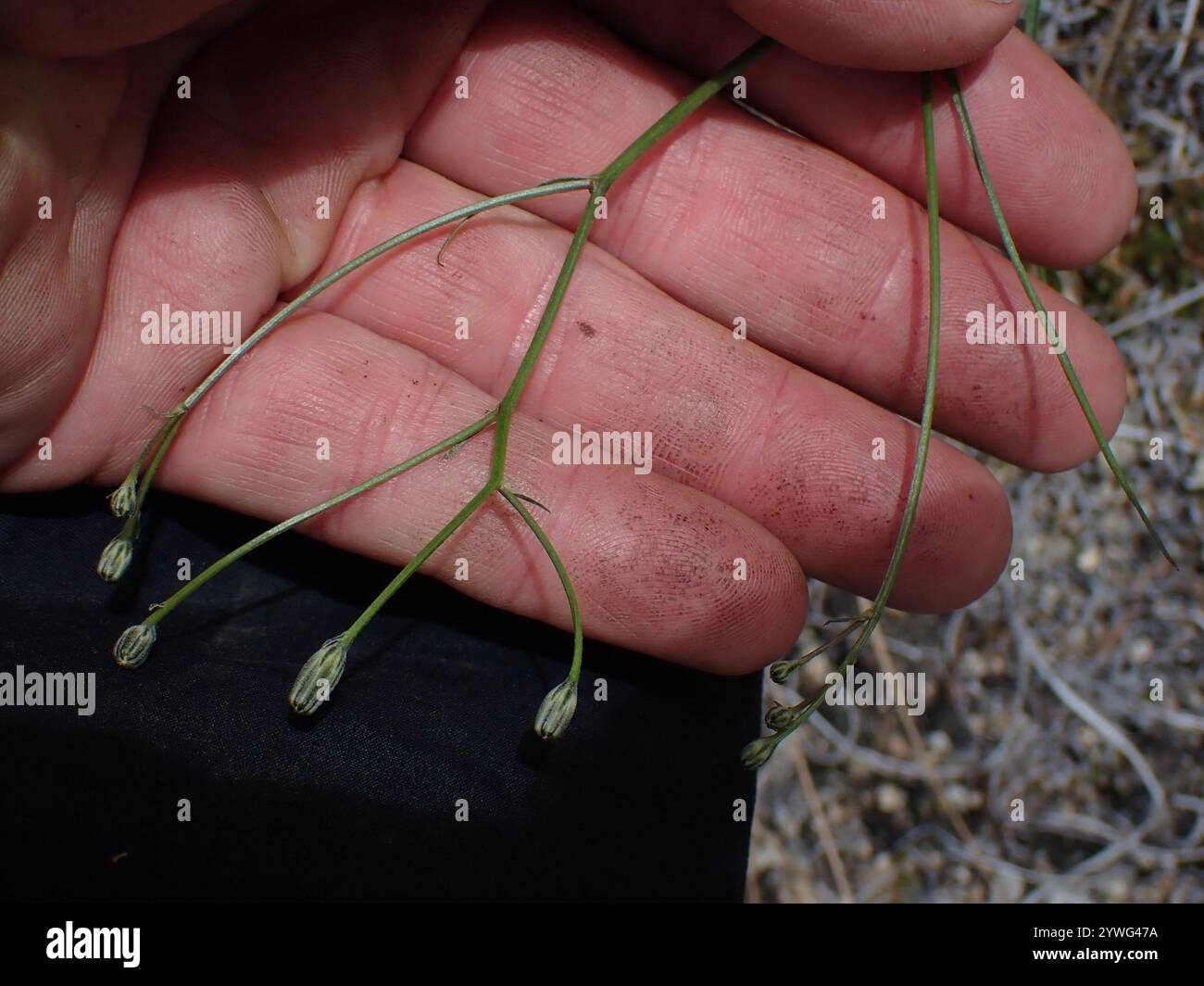 Slender Hawksbeard (Crepis atribarba Stock Photo - Alamy