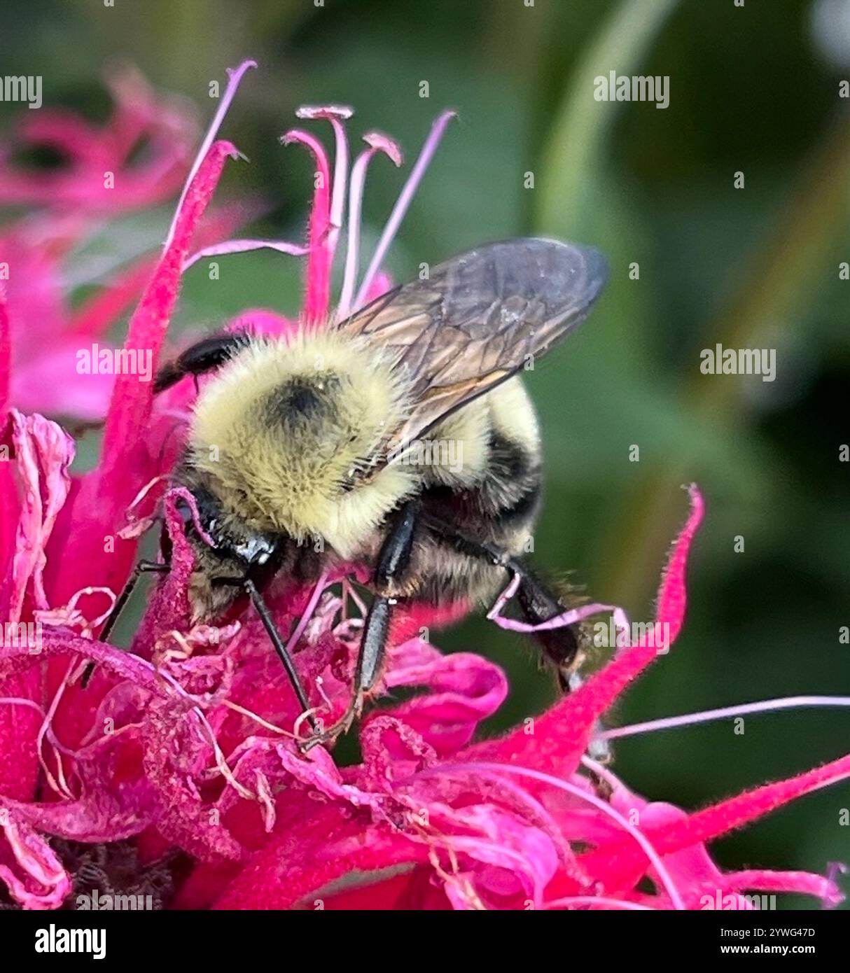 Two-spotted Bumble Bee (Bombus bimaculatus Stock Photo - Alamy