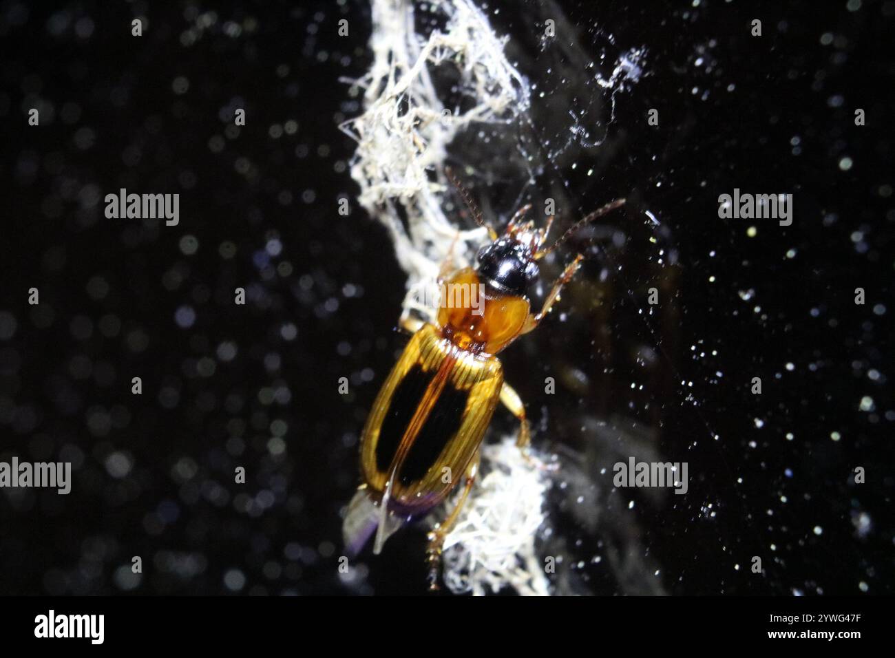 LeConte's Seedcorn Beetle (Stenolophus lecontei Stock Photo - Alamy