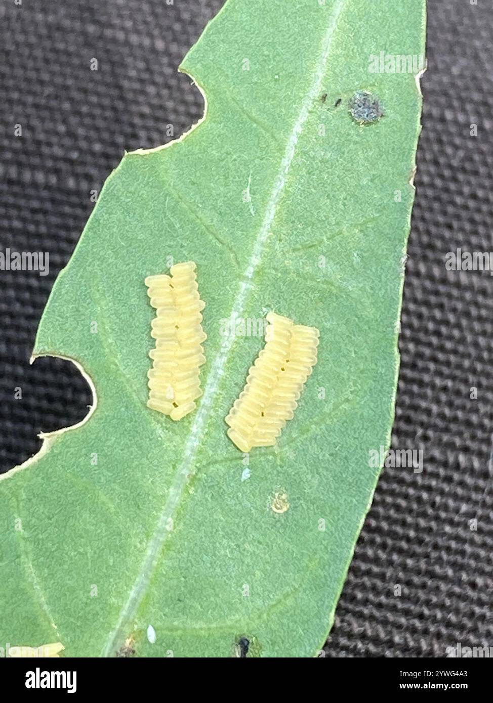 Alligatorweed Flea Beetle (Agasicles hygrophila Stock Photo - Alamy
