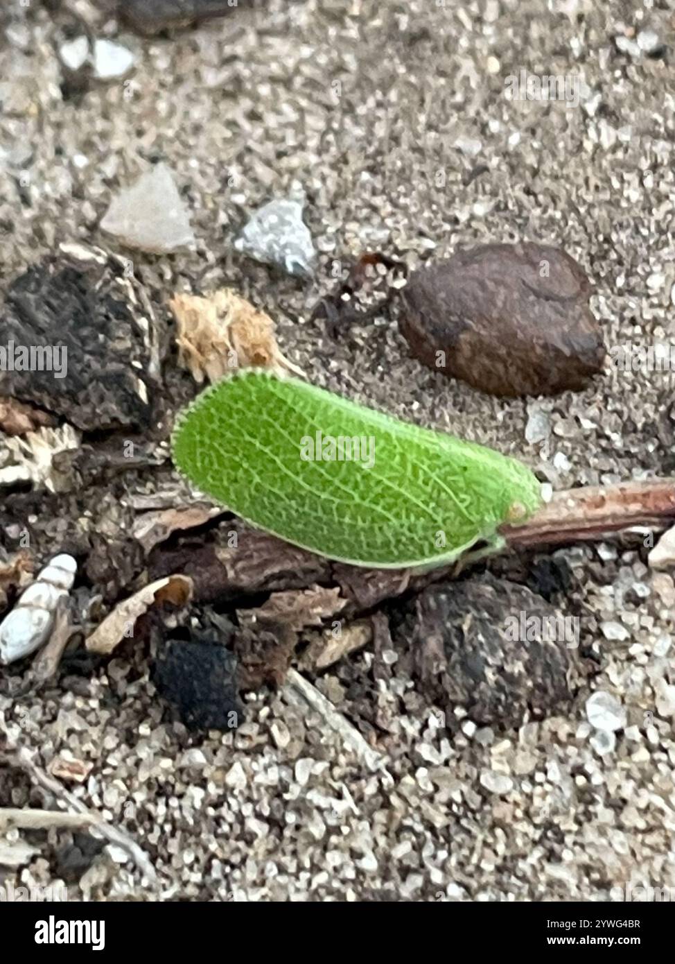 Green Cone-headed Planthopper (Acanalonia conica Stock Photo - Alamy