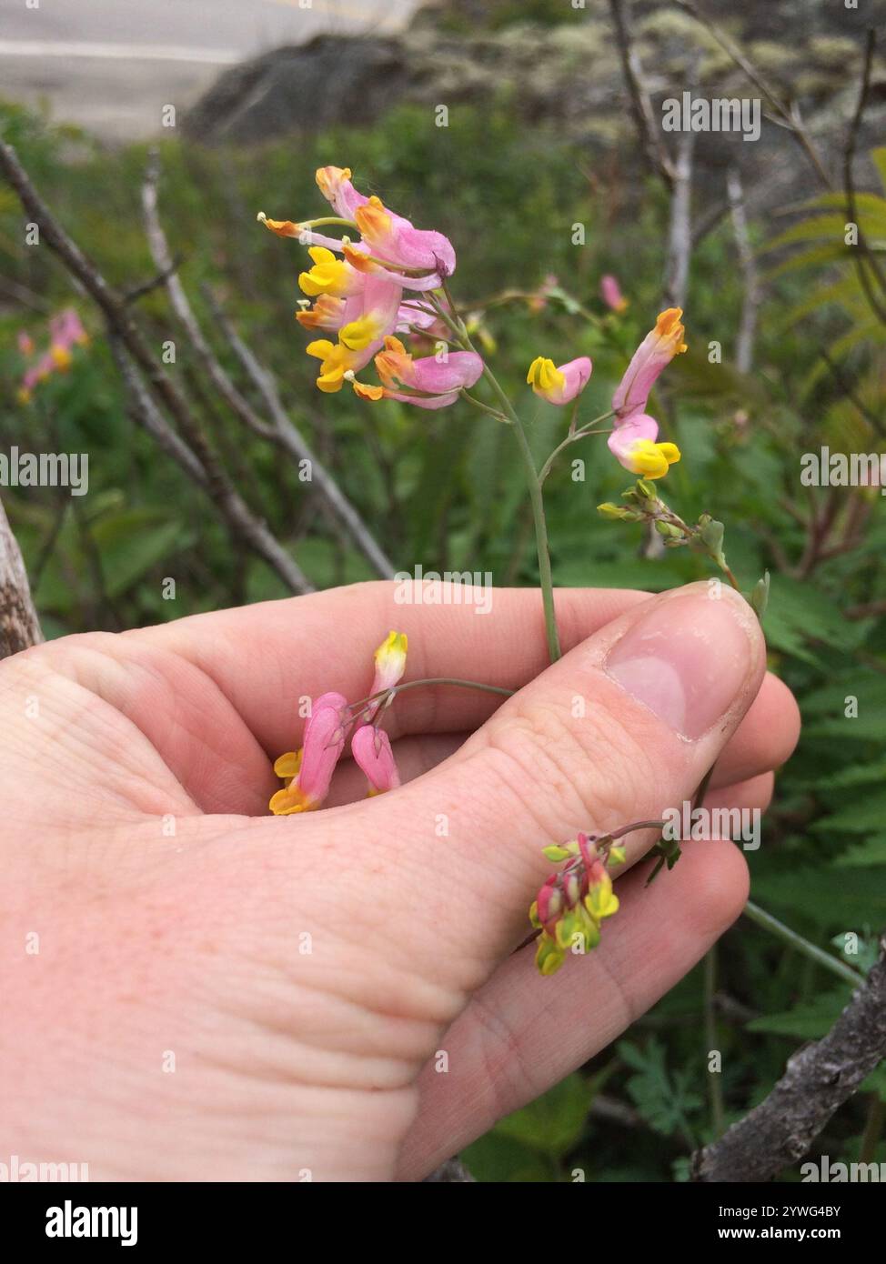 Capnoides sempervirens hi-res stock photography and images - Alamy