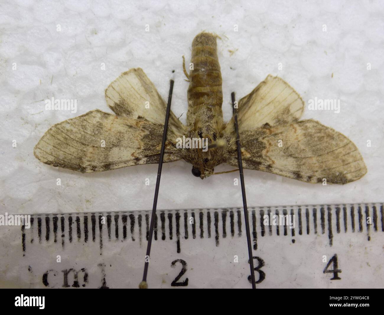 Angulose Prominent (Peridea angulosa Stock Photo - Alamy