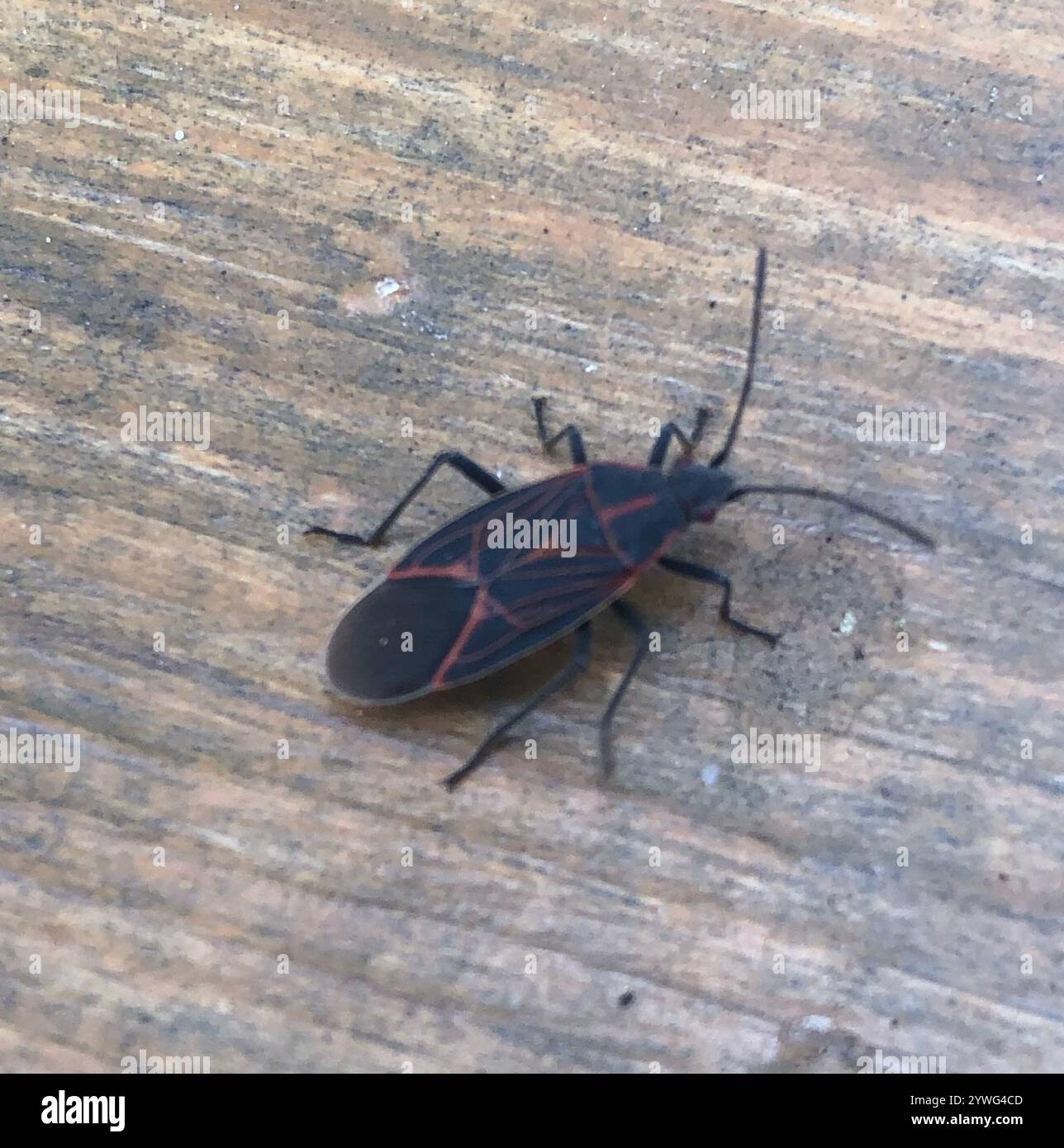 Western Boxelder Bug (Boisea rubrolineata Stock Photo - Alamy