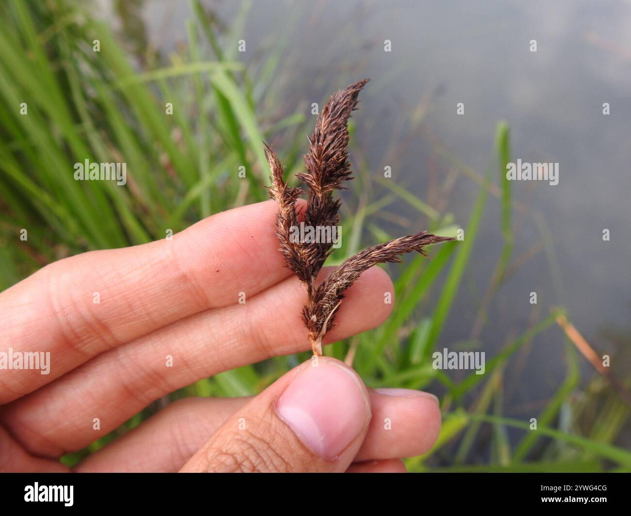 Greater Pond-sedge (Carex riparia Stock Photo - Alamy