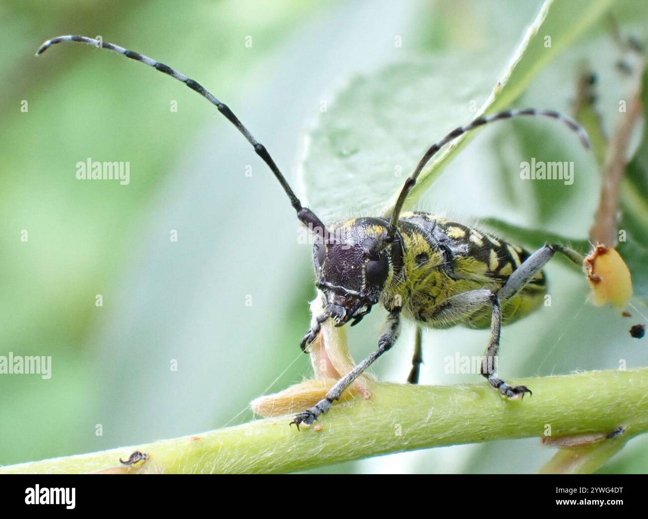 Ladder-marked Longhorn Beetle (Saperda scalaris Stock Photo - Alamy