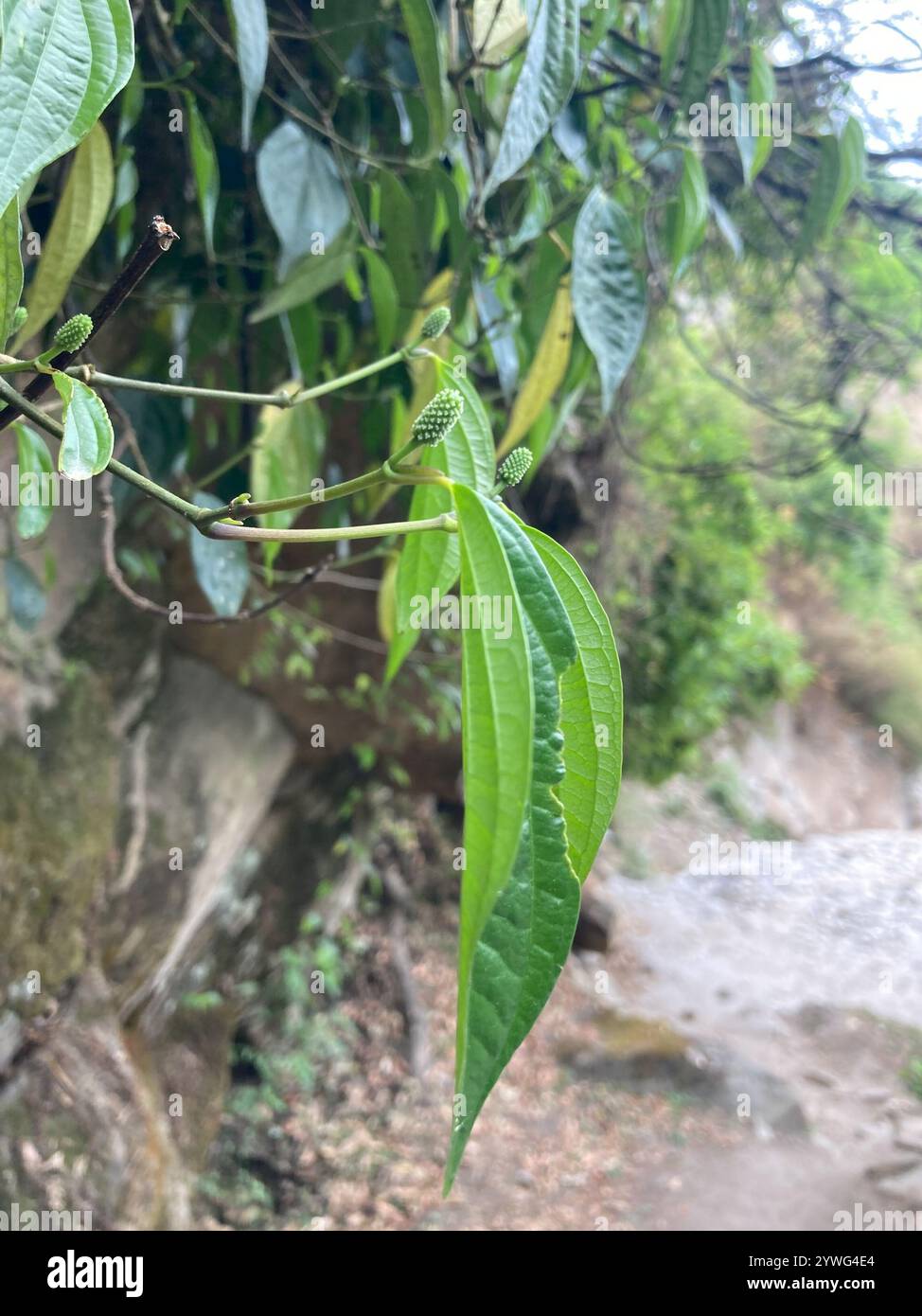pepper plants (Piper Stock Photo - Alamy
