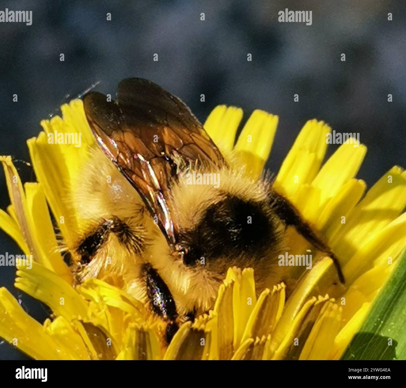 Sand-coloured Carder Bumble Bee (Bombus veteranus Stock Photo - Alamy