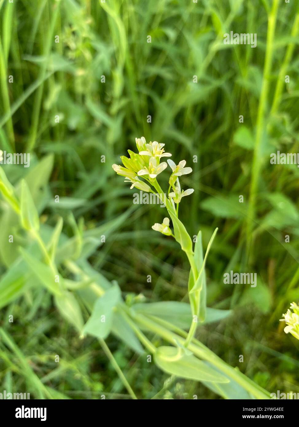 Tower Mustard (Turritis glabra Stock Photo - Alamy