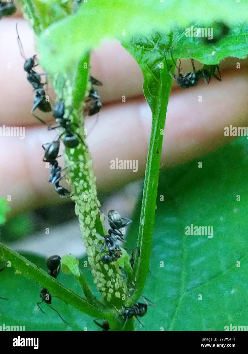 fusca-group Field Ants and Allies (Formica fusca Stock Photo - Alamy