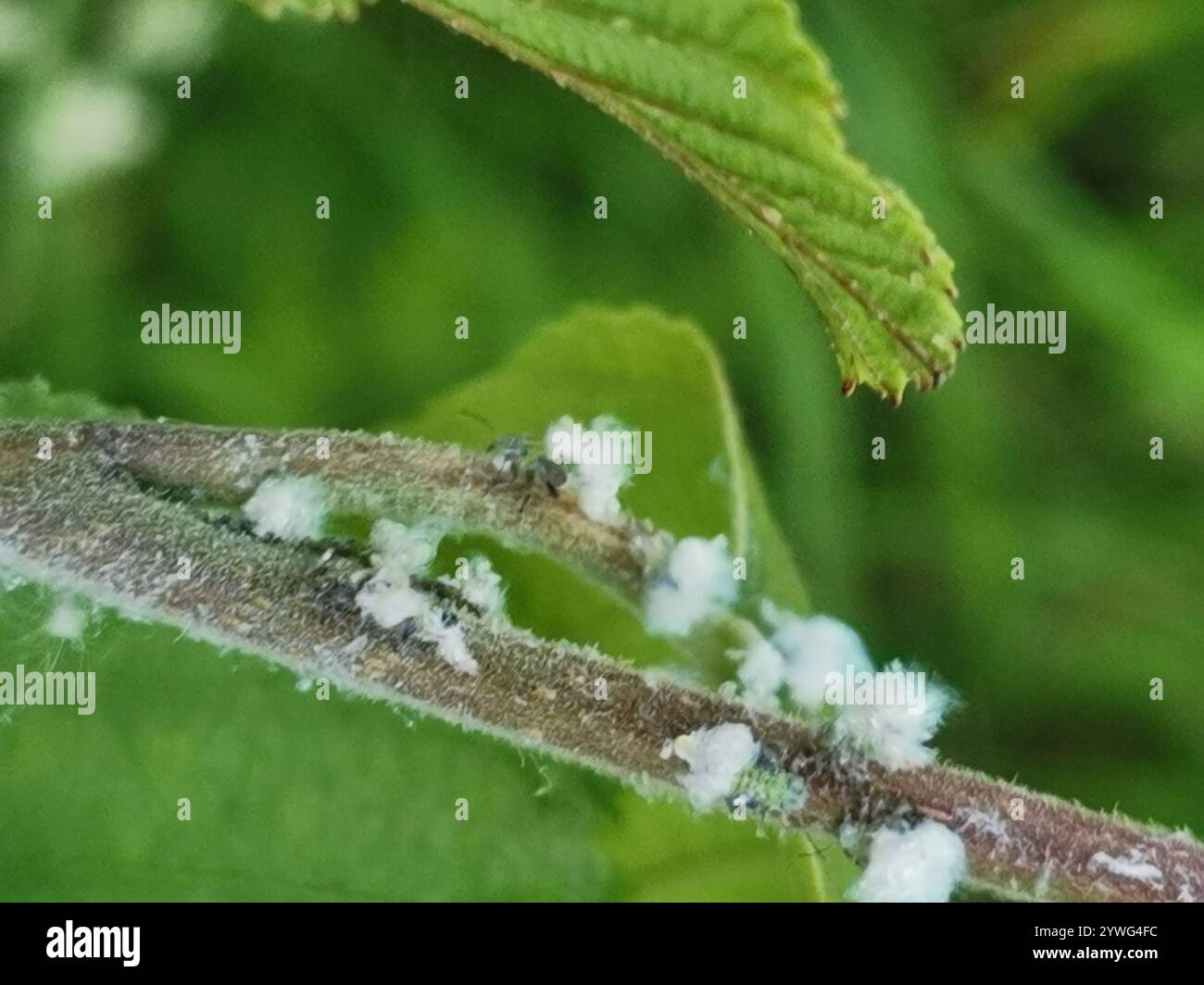 Psylloidea hi-res stock photography and images - Alamy