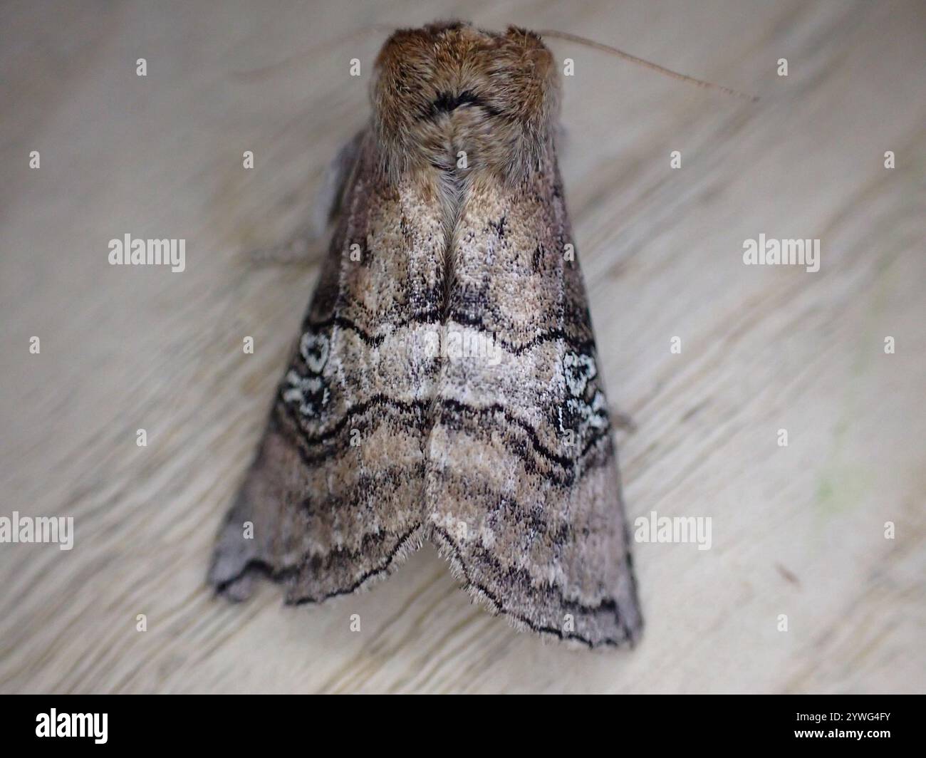 Figure of Eighty (Tethea ocularis Stock Photo - Alamy