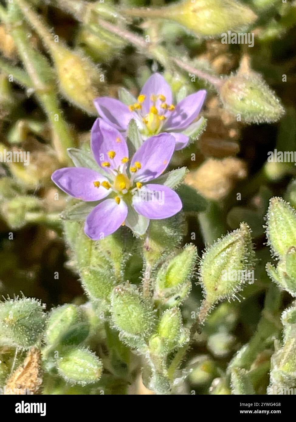 Sticky Sand-Spurrey (Spergularia macrotheca Stock Photo - Alamy